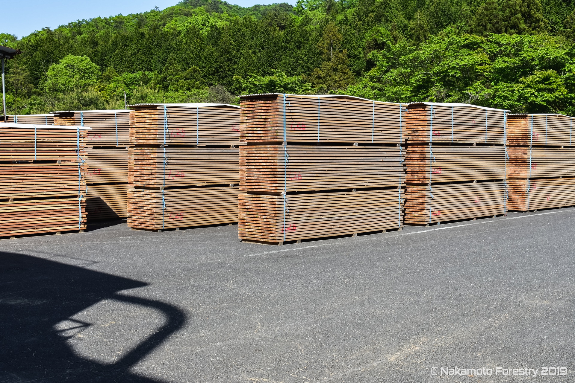 The meaning of "Sugi" in Yakisugi or Shou Sugi Ban